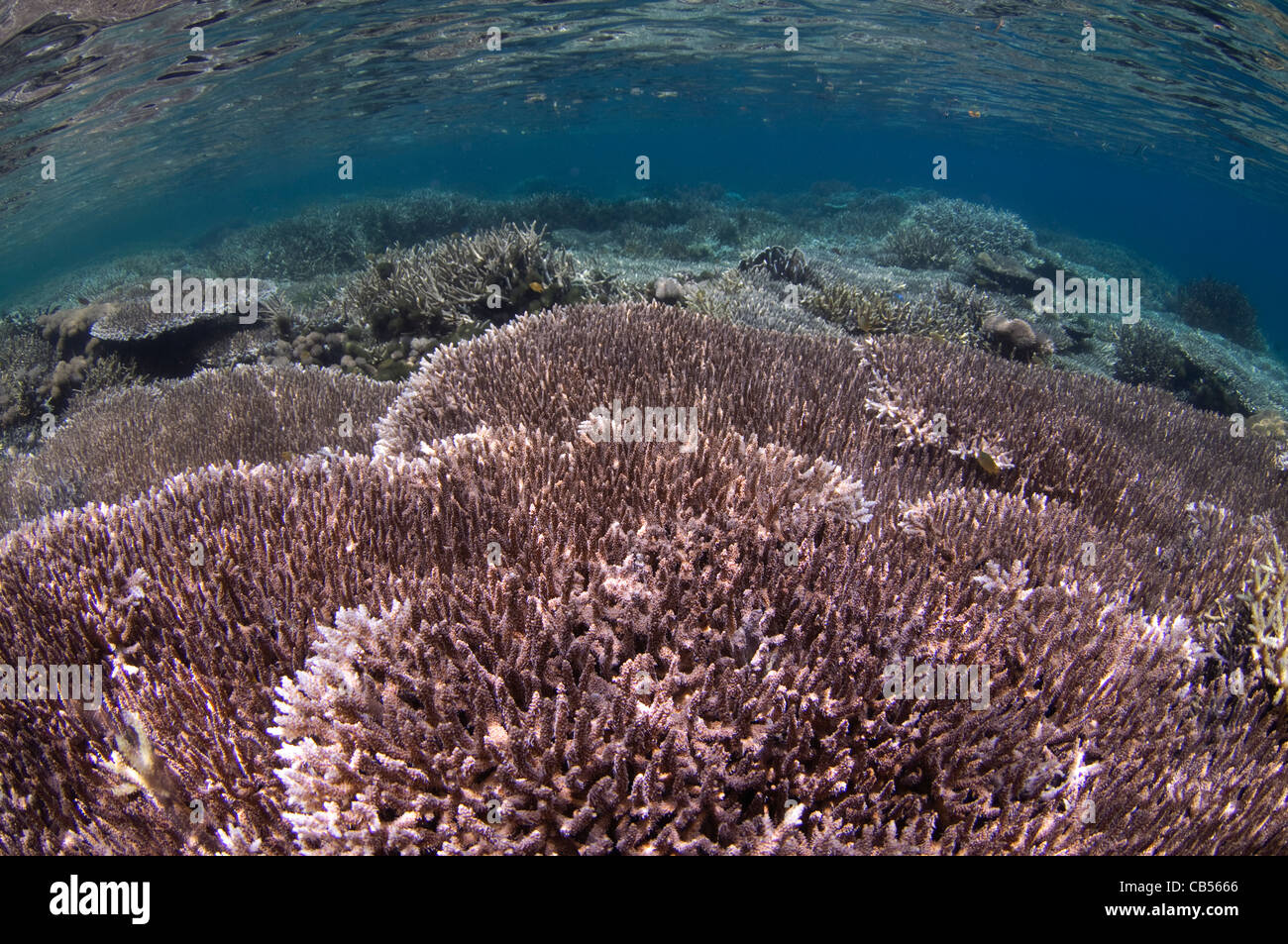 Hard coral garden with a variety of table, leather, and staghorn corals ...
