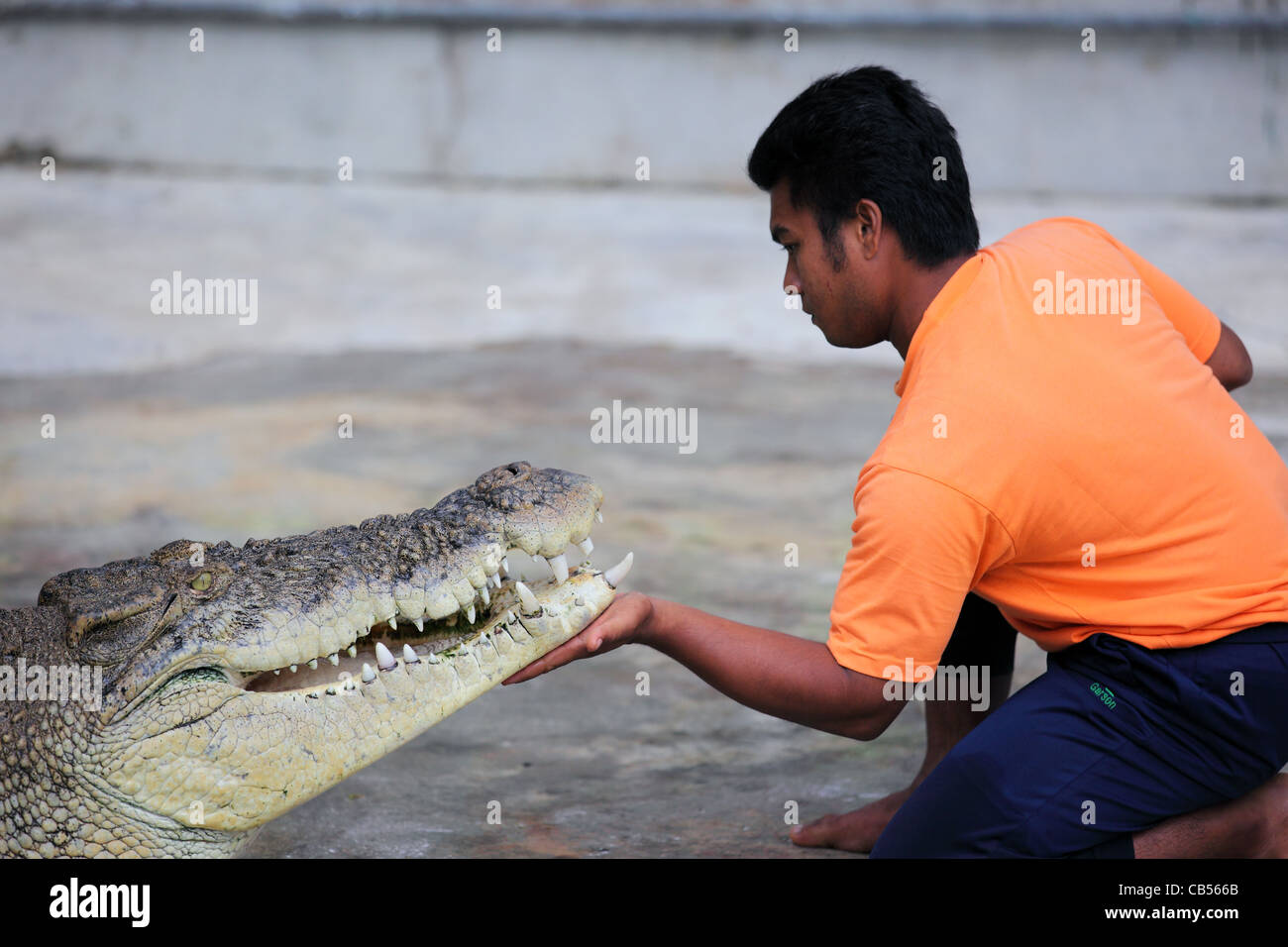 Man Eating Crocodile