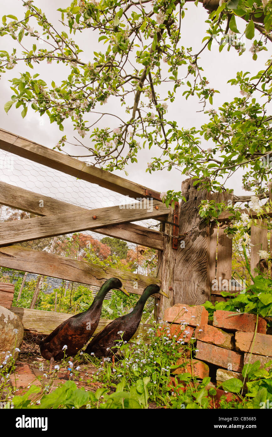 Black indian runner ducks hi-res stock photography and images - Alamy