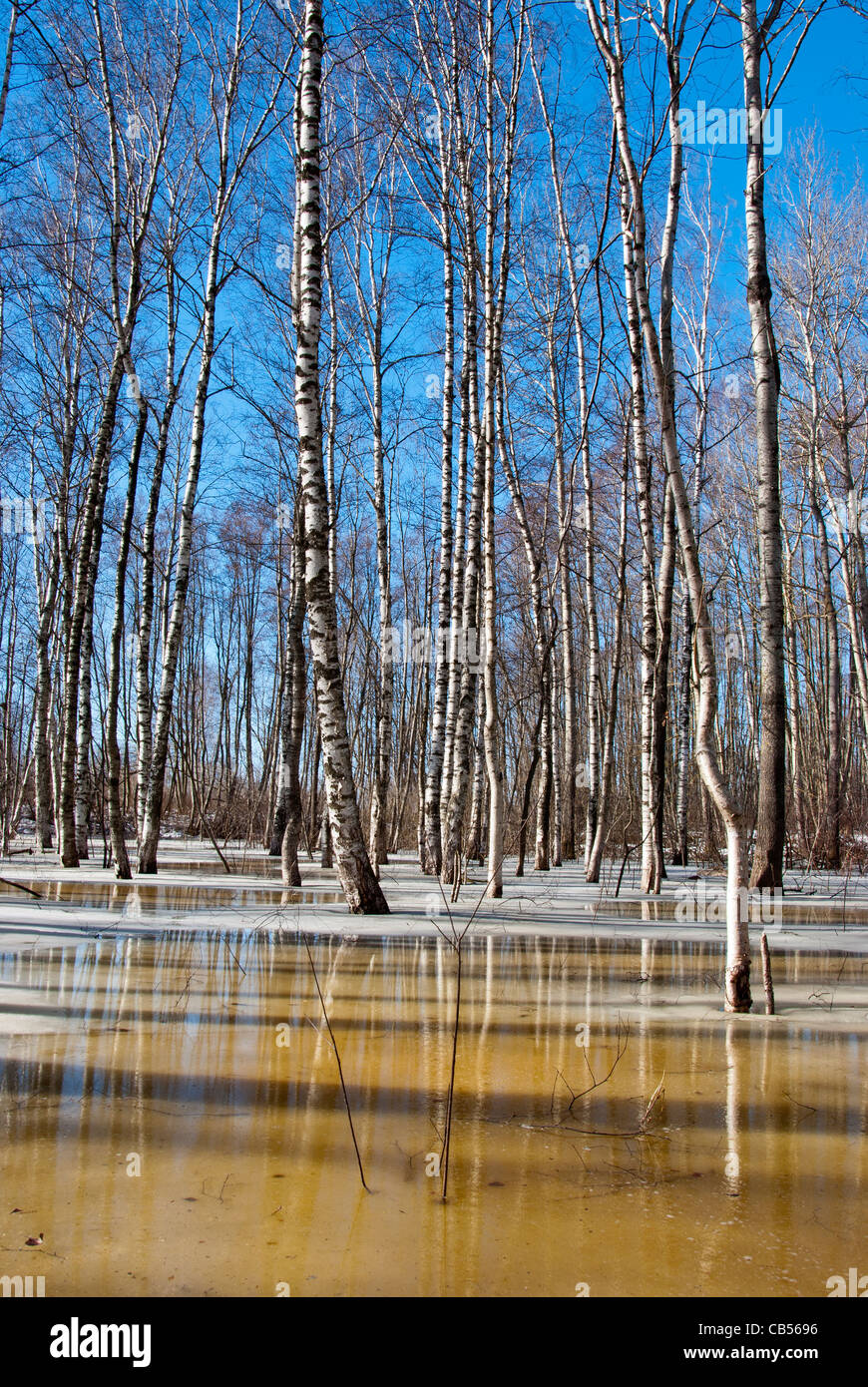 spring water and ice in the forest Stock Photo - Alamy
