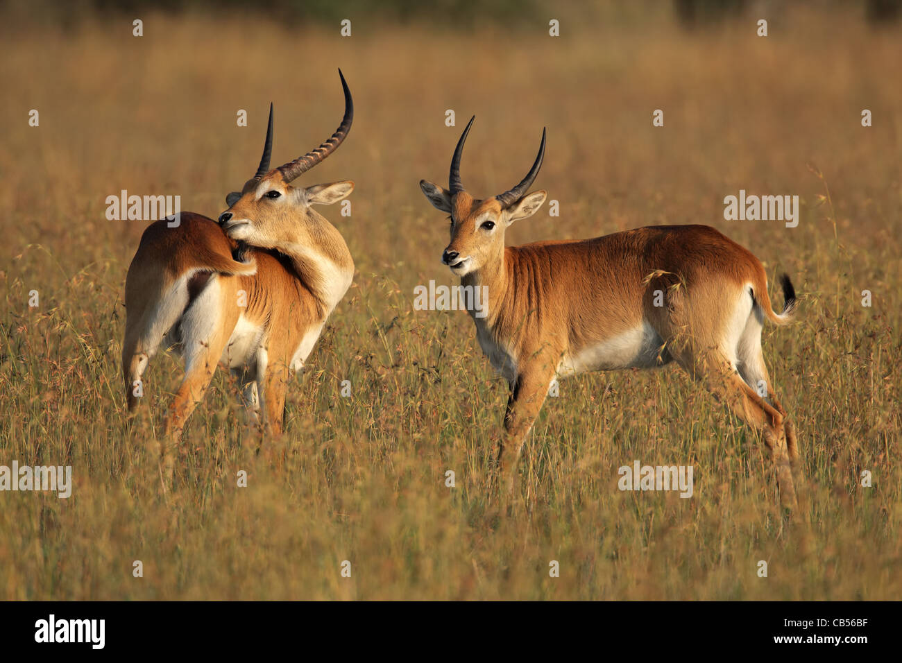 Two male red lechwe antelopes (Kobus leche) in tall grass, southern ...