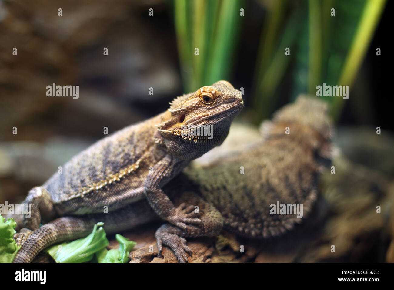Central Bearded Dragons (Pogona vitticeps) at Underwater world on ...