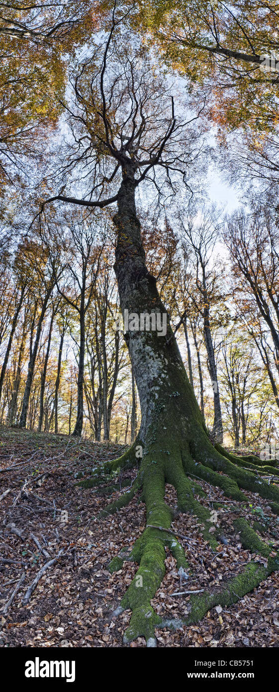 Forest of Monte Fogliano, beech tree seen from below Stock Photo - Alamy