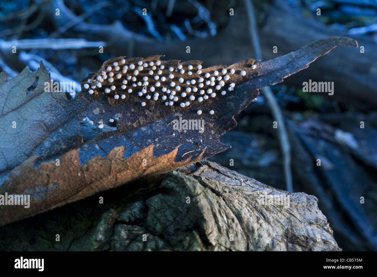 Fungus funguses fungi dots hi-res stock photography and images - Alamy