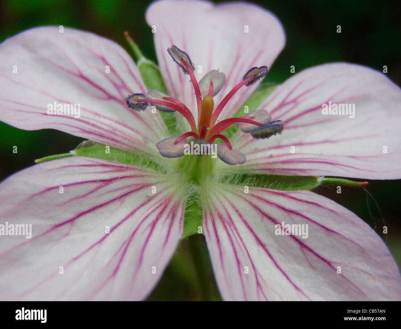 Wild Geranium Geranium caespitosum Carson National Forest New Mexico USA Stock Photo - Alamy