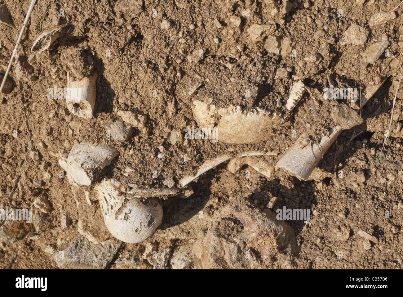 Human remains in a medieval burial on the ground Stock Photo - Alamy