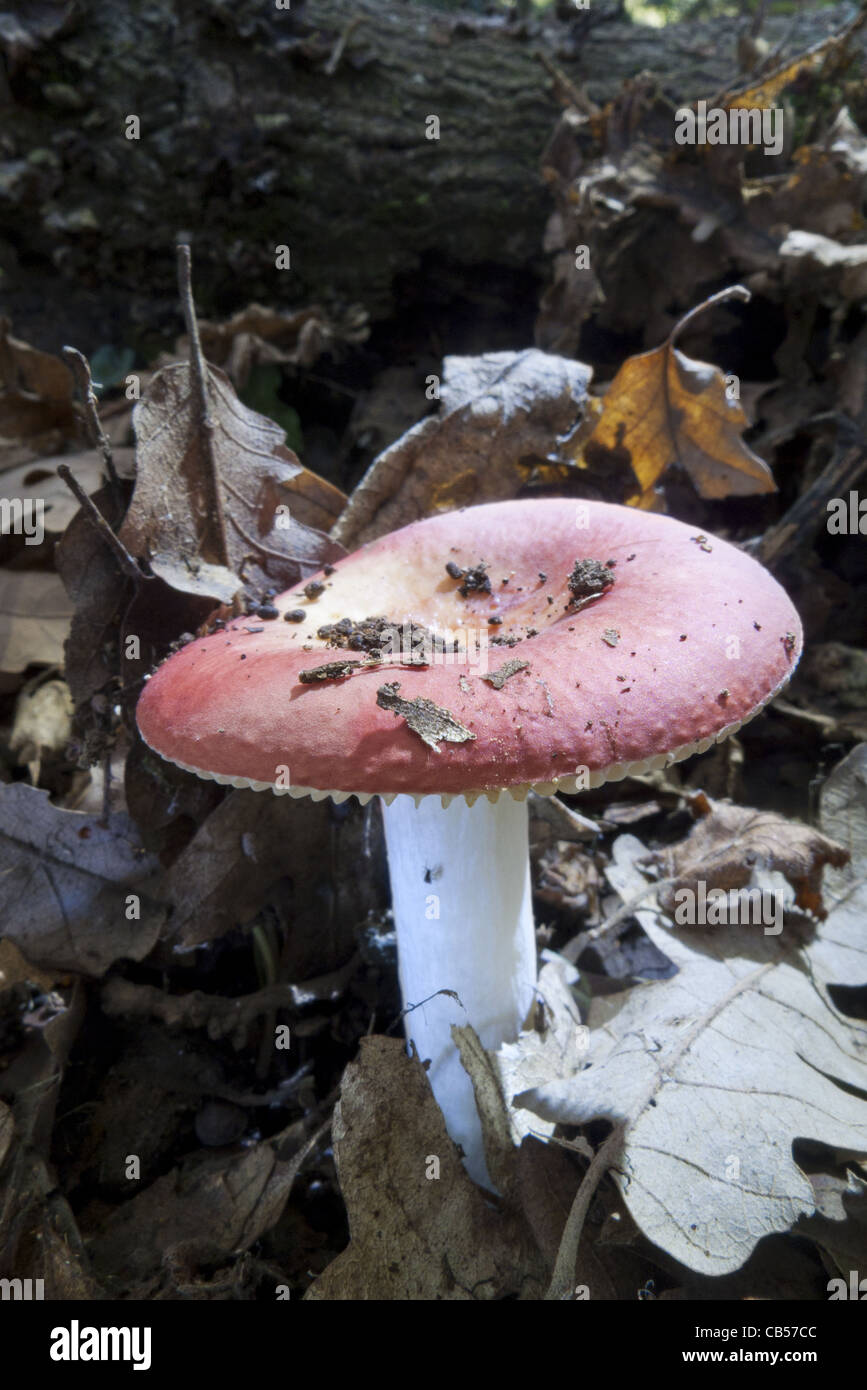 Mycology nature fungus cap caps pileus hi-res stock photography and ...