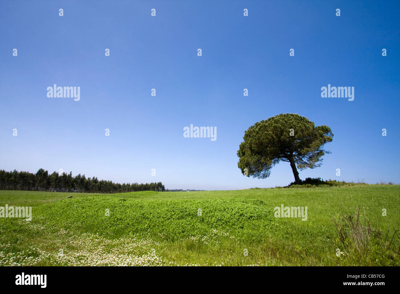 spring lonely tree in a field Stock Photo - Alamy