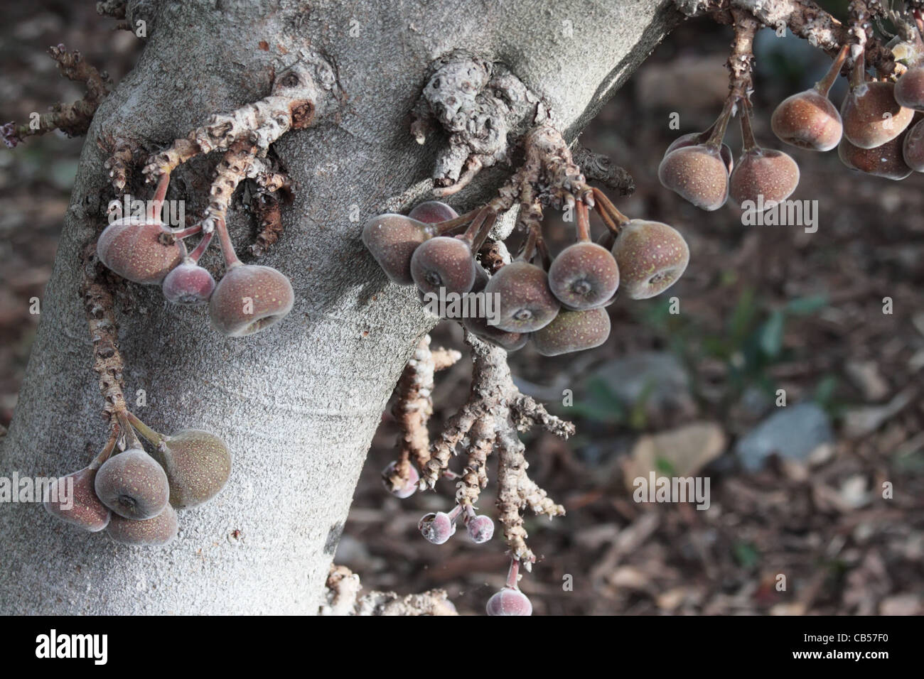 Strange Fruits on a Tree Trunk Stock Photo - Alamy