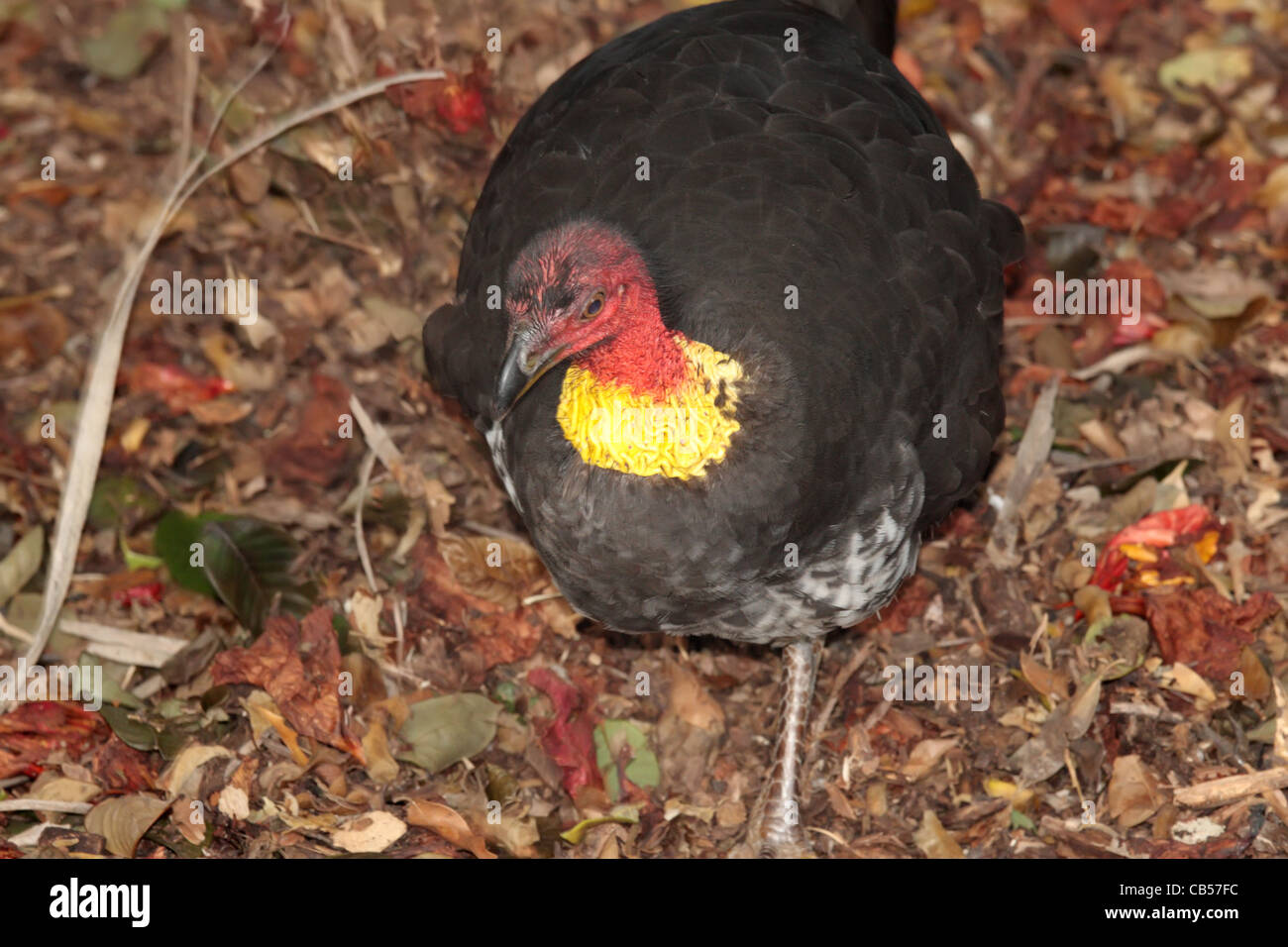 Australian brush turkey bush hi-res stock photography and images - Alamy