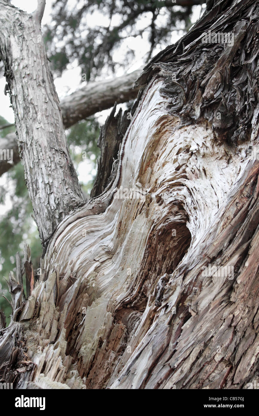 Tree Trunk, with some Exposed Inner Wood Stock Photo - Alamy