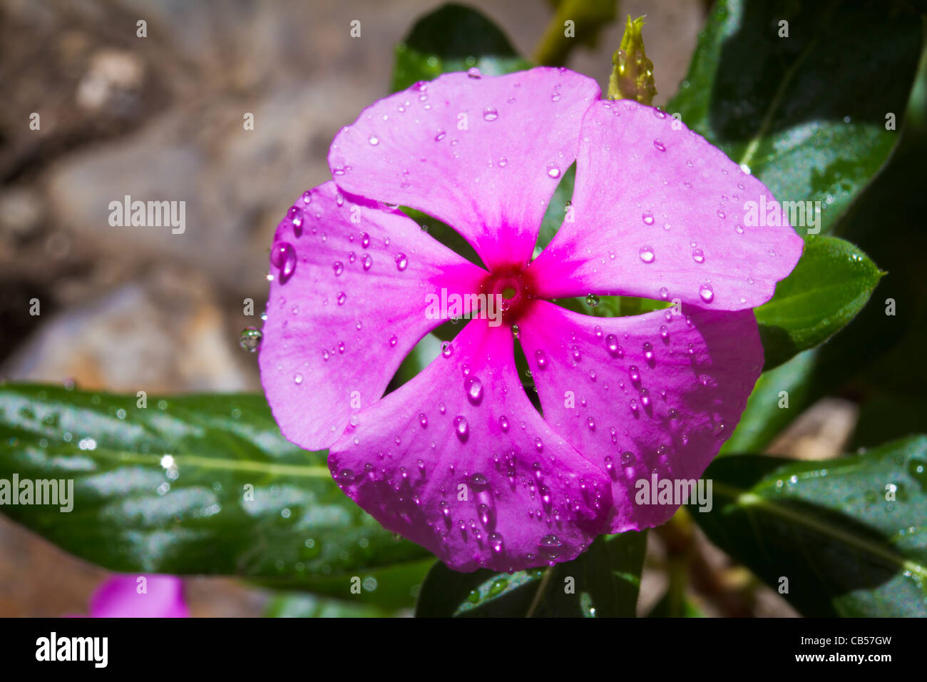 Peru pink flower hi-res stock photography and images - Alamy