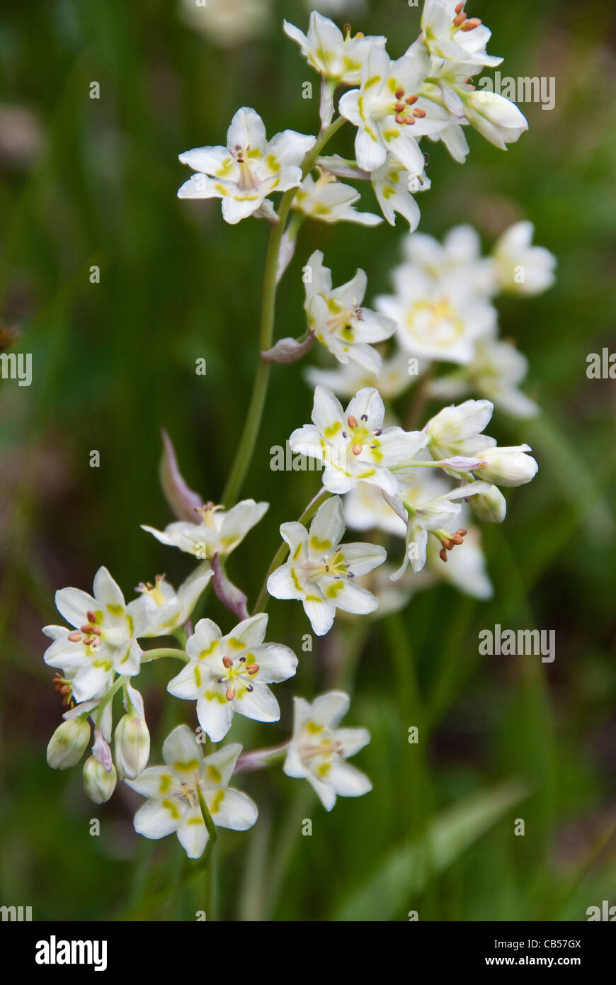 Death Camas Zigadenus venenosus Weminuche Wilderness Colorado USA Stock ...