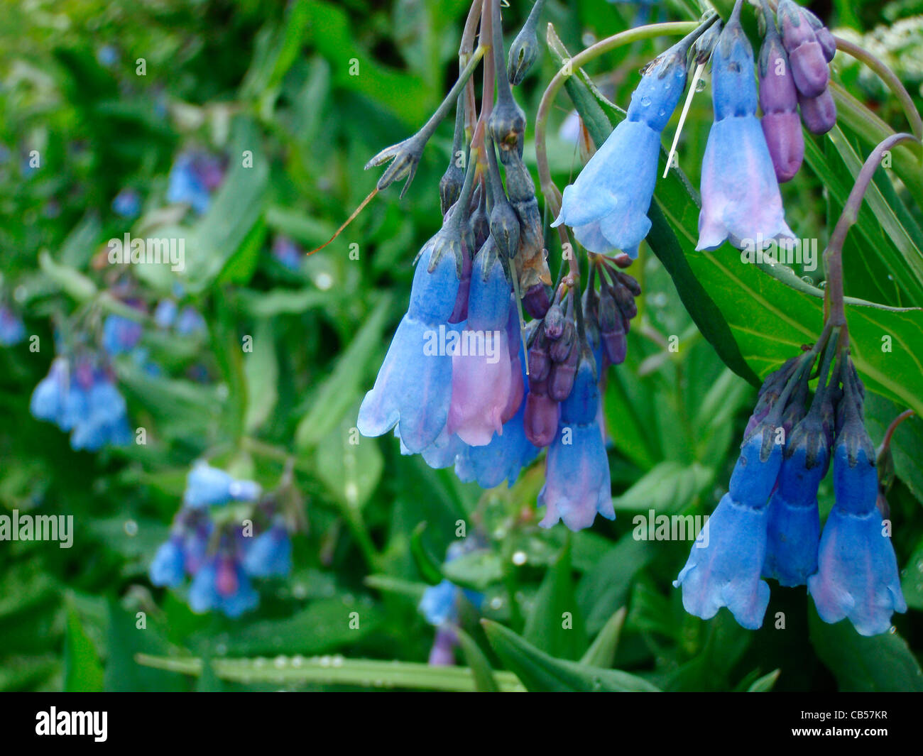 Tall Chiming Bells Mertensia ciliata Weminuche Wilderness Colorado USA ...