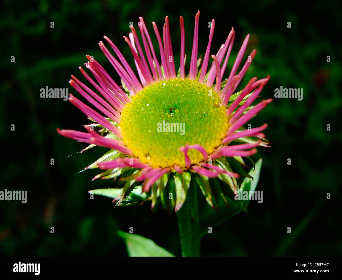 Subalpine daisy erigeron peregrinus hi-res stock photography and images ...