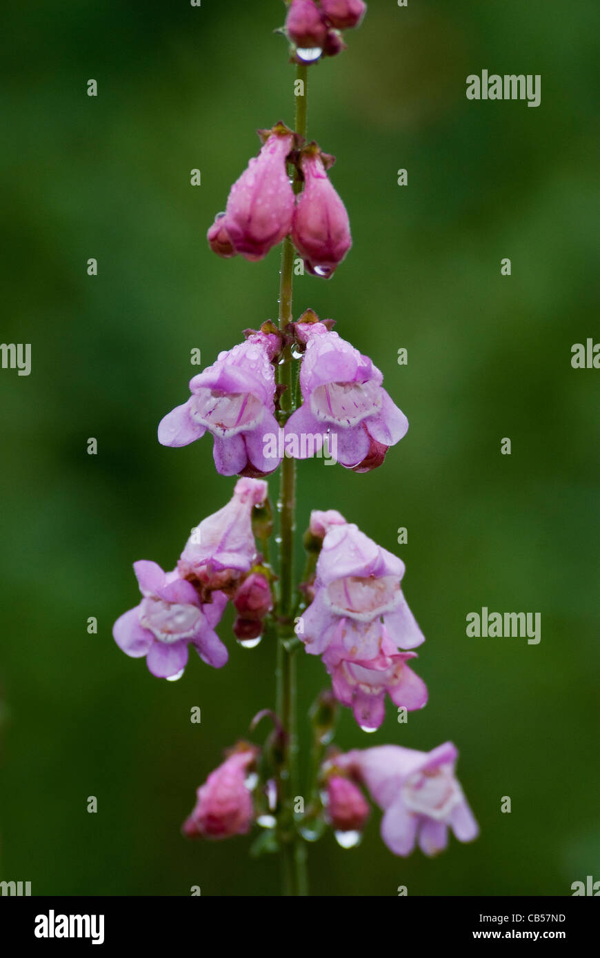 Sunset Crater Penstemon Penstemon clutei The Arboretum Flagstaff ...