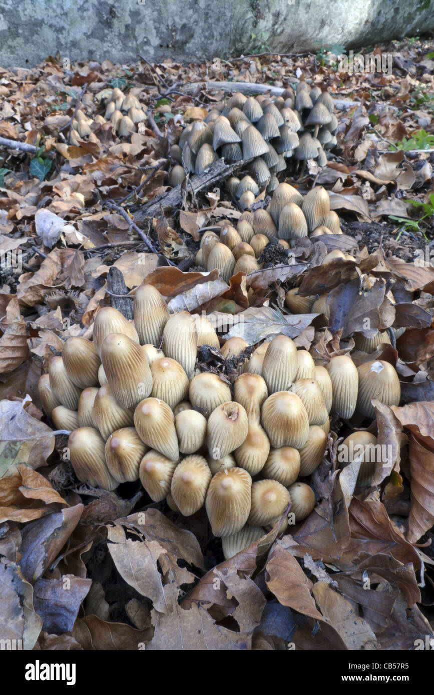 Mycology nature fungus cap caps pileus hi-res stock photography and ...