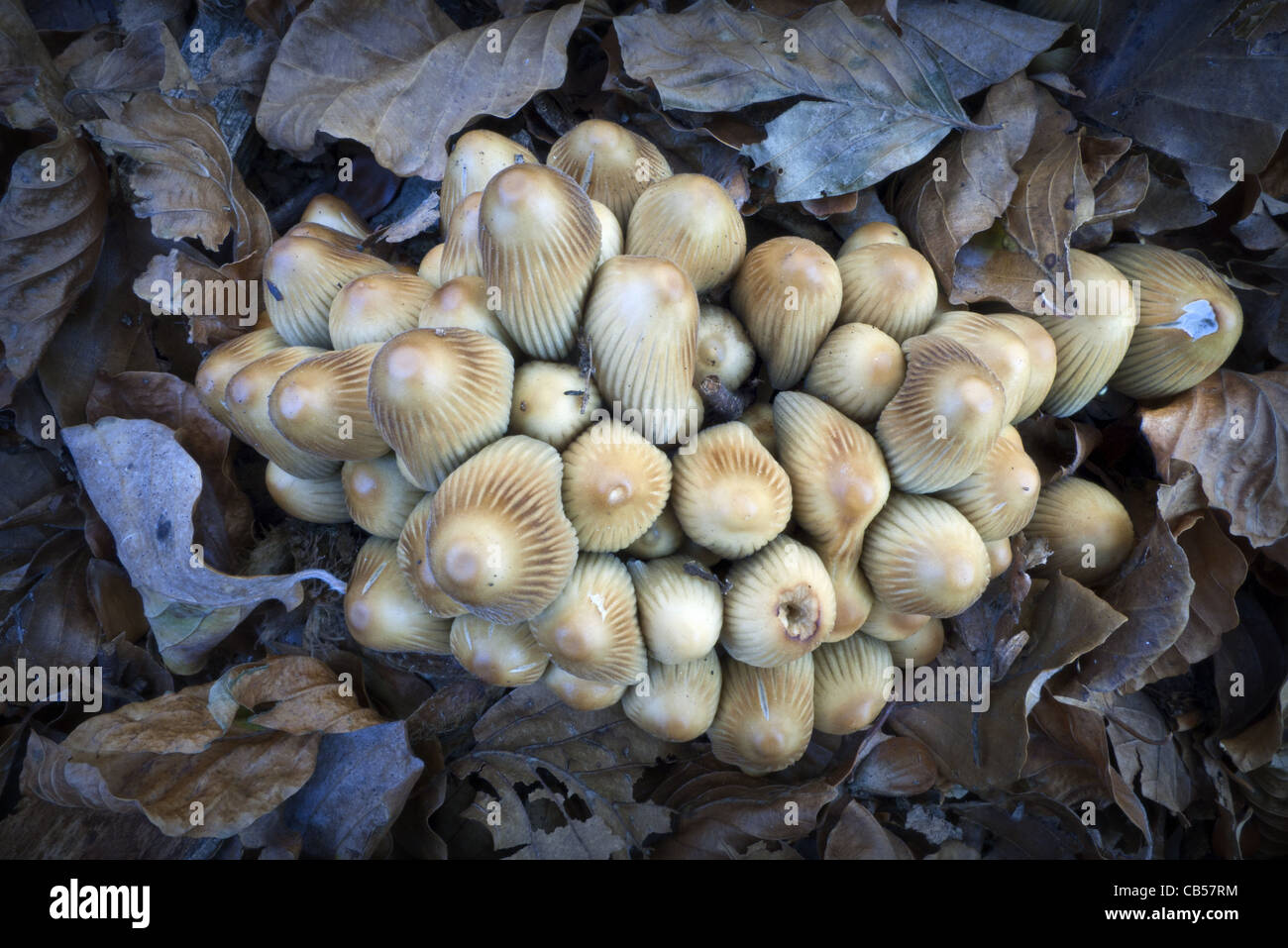 Mycology nature fungus cap caps pileus hi-res stock photography and ...
