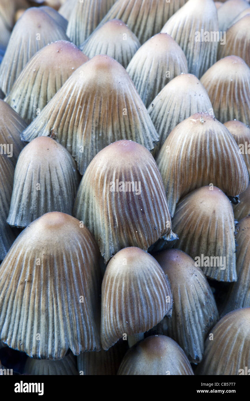 Fungus fungi funguses mycology nature hi-res stock photography and ...