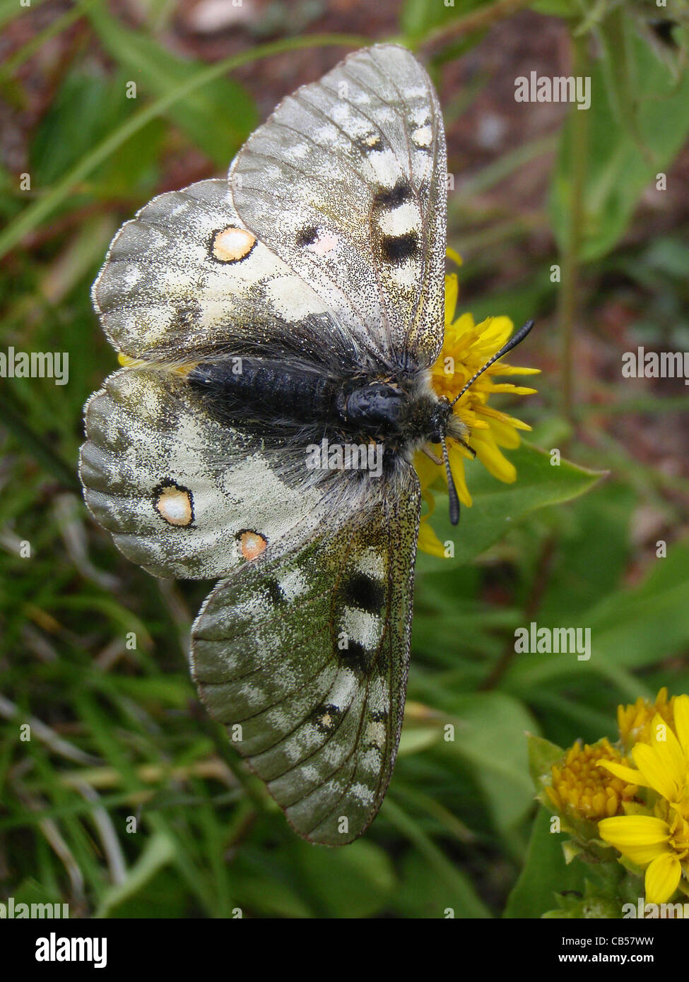 Rocky mountain parnassian hi-res stock photography and images - Alamy