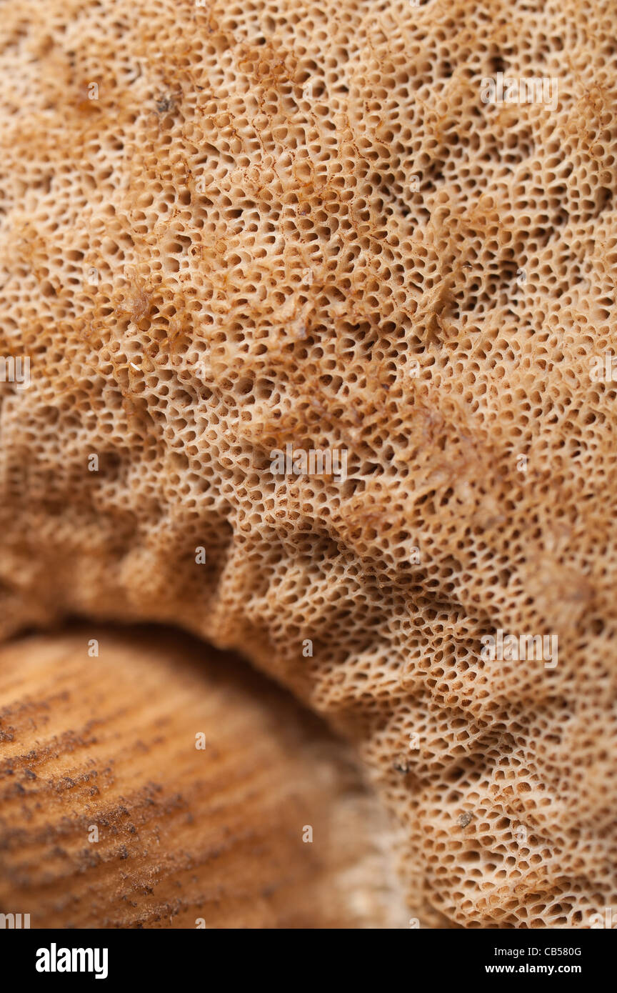 Underneath of Boletus mushroom with its spore structure to the gills ...