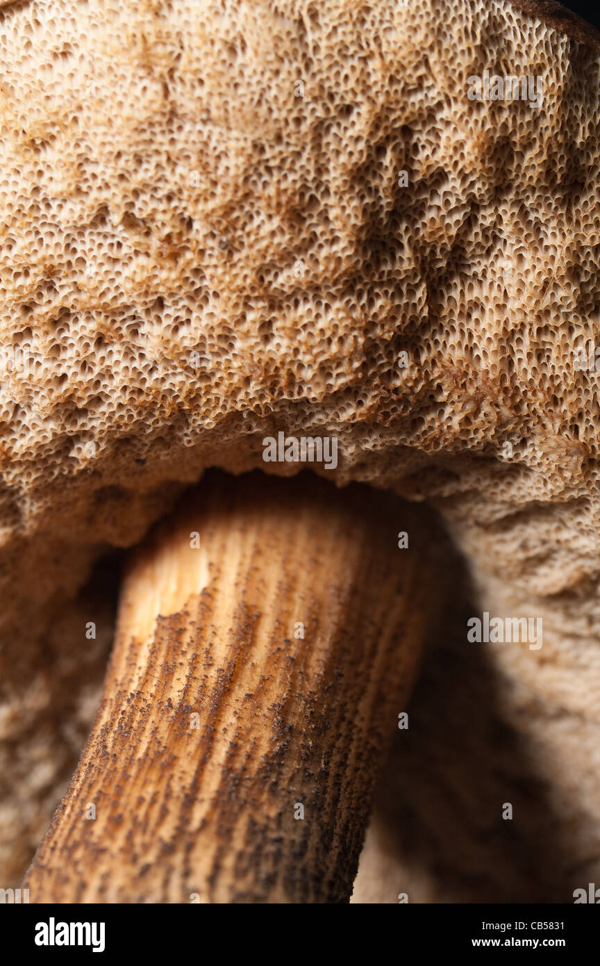 Underneath of Boletus mushroom with its spore structure to the gills ...