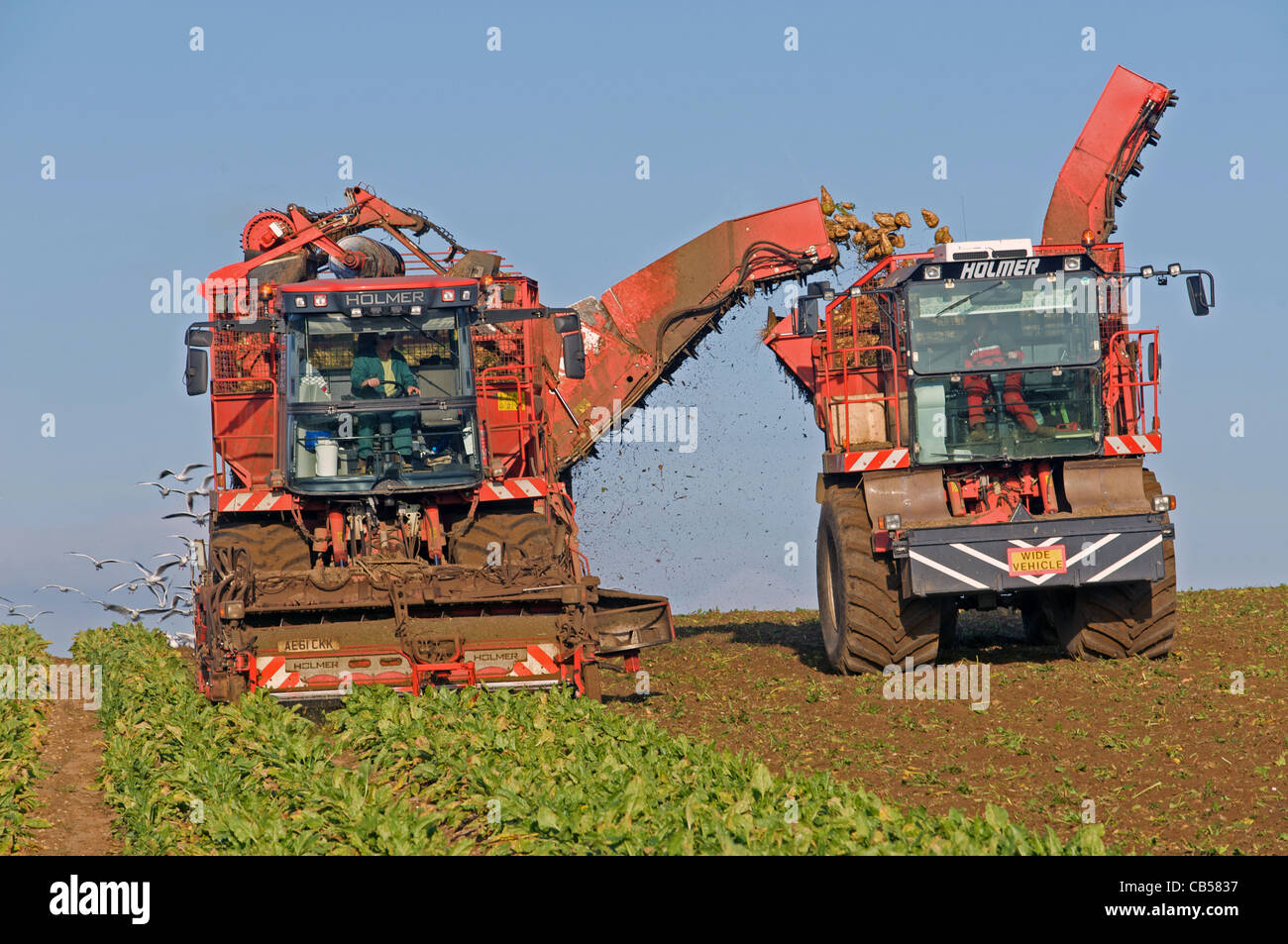 Holmer self-propelled sugar beet harvesters Stock Photo - Alamy