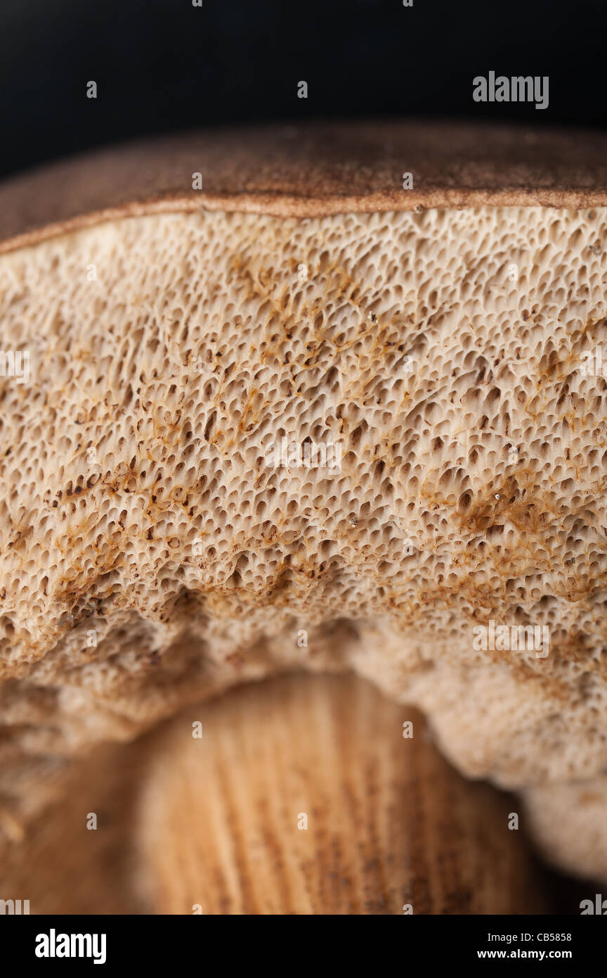 Underneath of Boletus mushroom with its spore structure to the gills ...