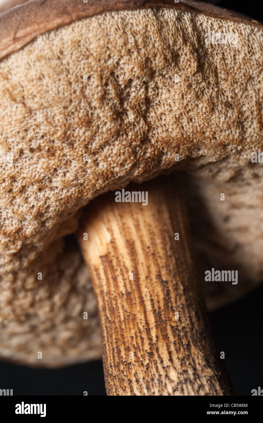 Underneath of Boletus mushroom with its spore structure to the gills ...