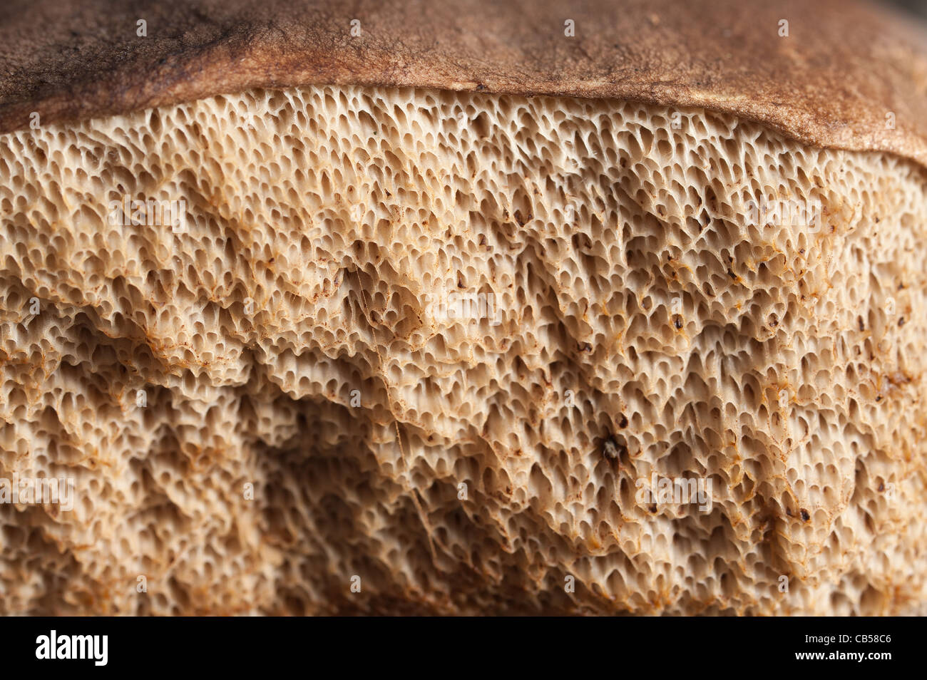 Underneath of Boletus mushroom with its spore structure to the gills ...