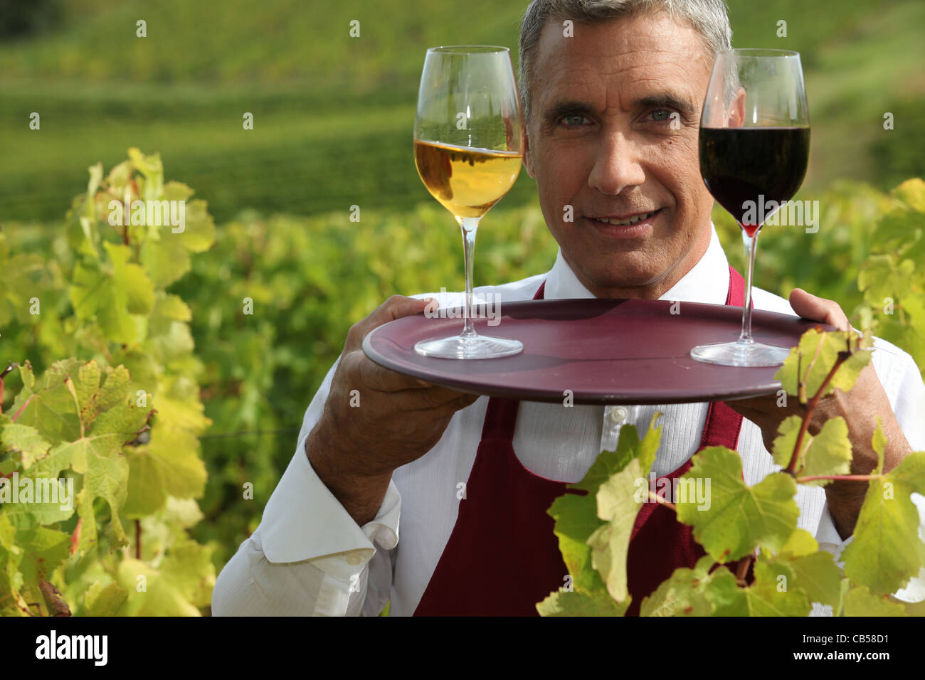Graves bordeaux vineyard white hi-res stock photography and images - Alamy