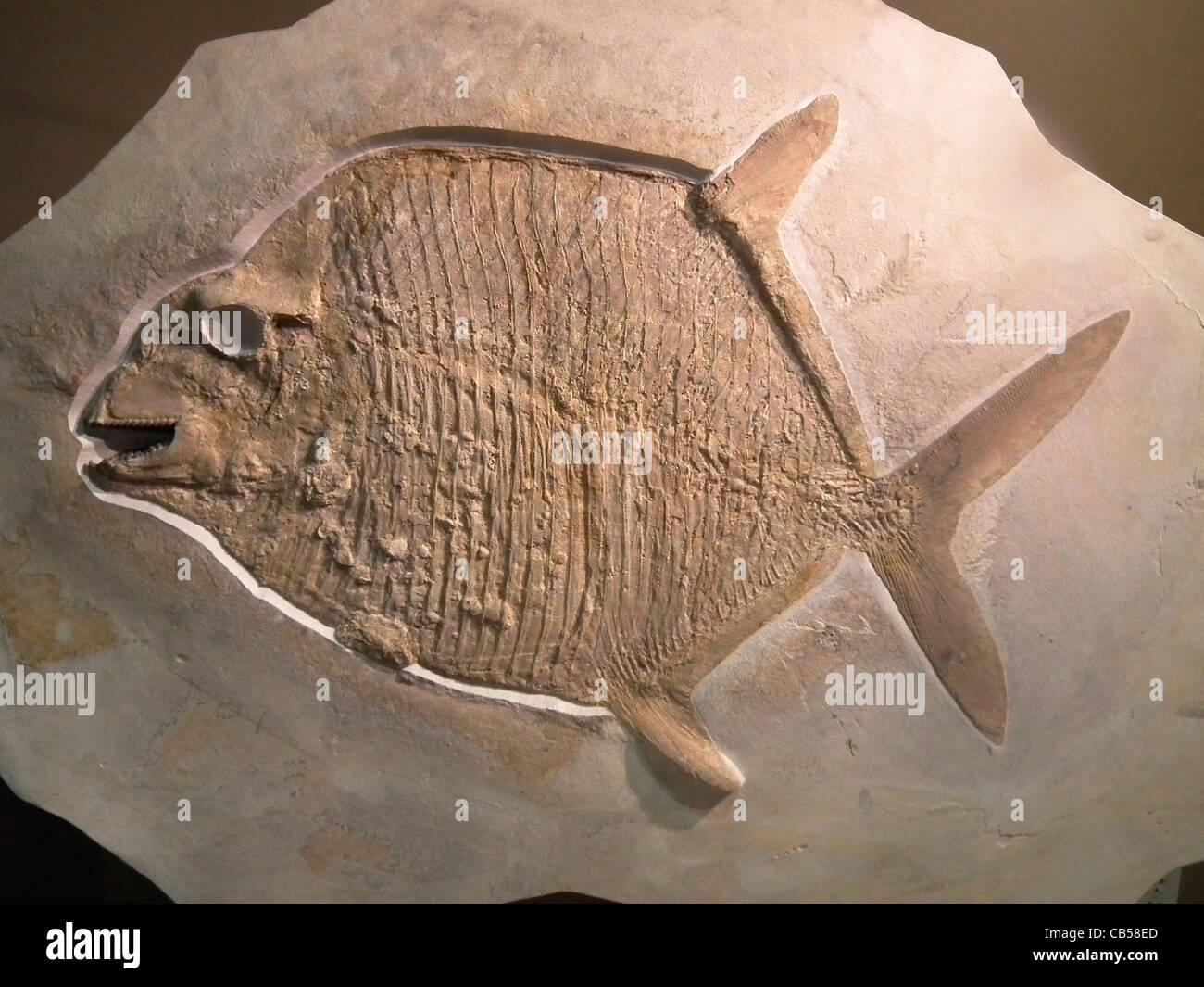 Species of dinosaur hi-res stock photography and images - Alamy