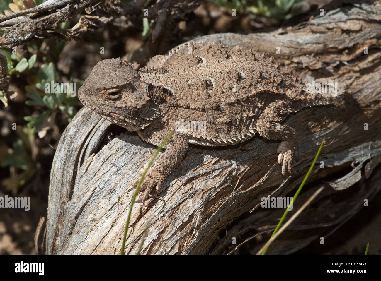 Short horned lizard hi-res stock photography and images - Alamy