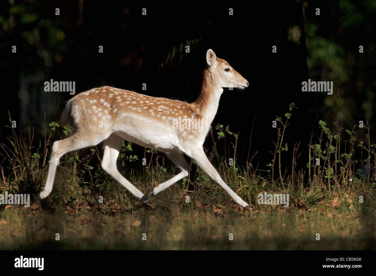 A young Fallow Deer doe running along a woodland edge Stock Photo - Alamy