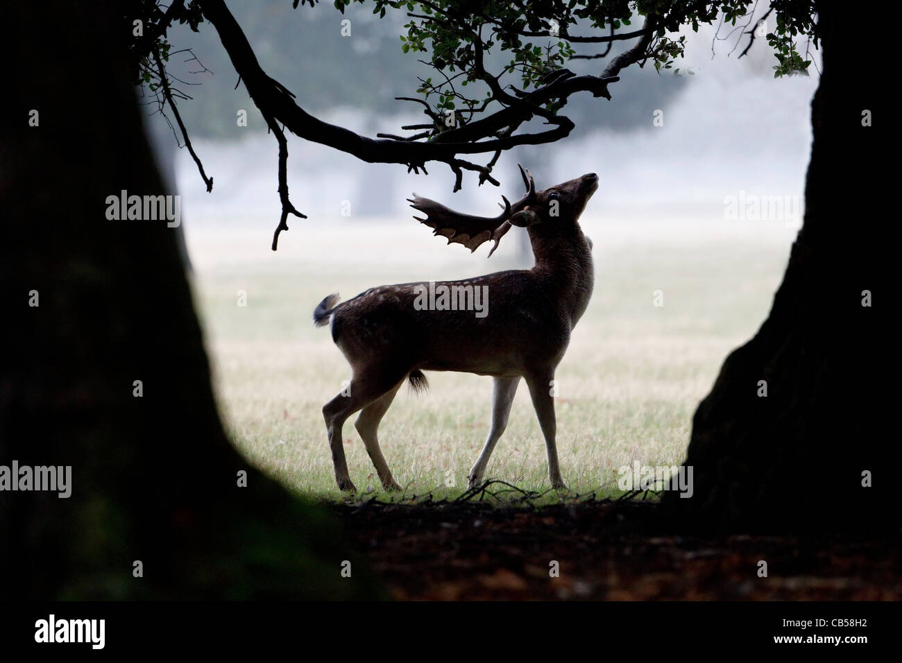 Fallow deer silhouette hi-res stock photography and images - Alamy