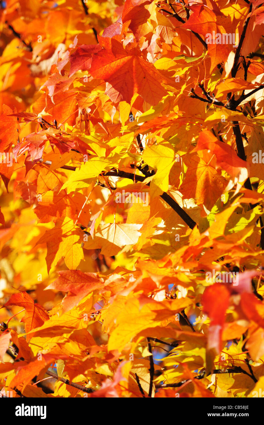 Rust Color Tree High Resolution Stock Photography and Images - Alamy