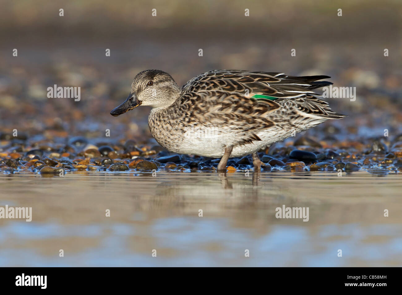 A female common teal walking at the edge of a pool Stock Photo - Alamy