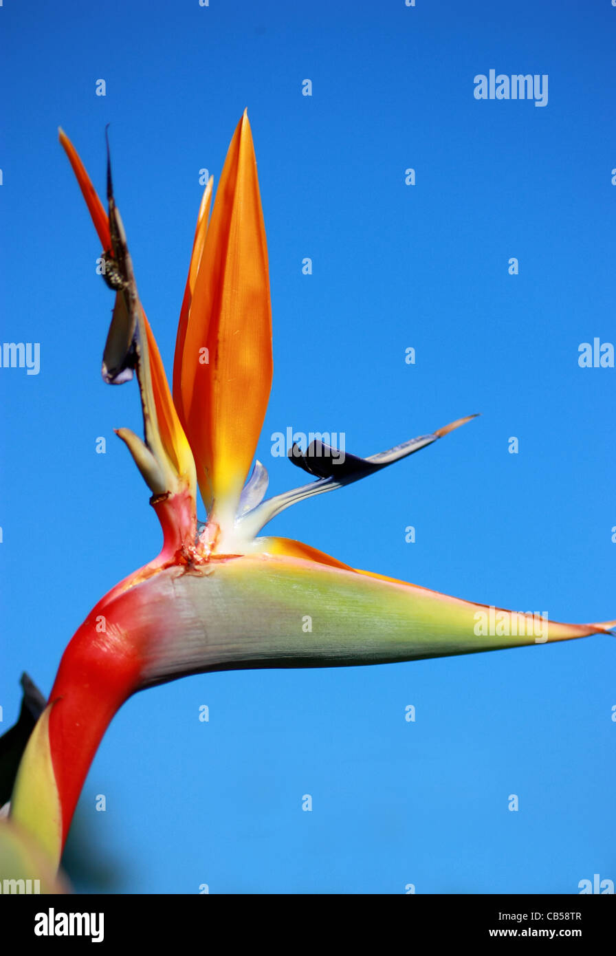 Strelitzia against a blue sky background Stock Photo - Alamy