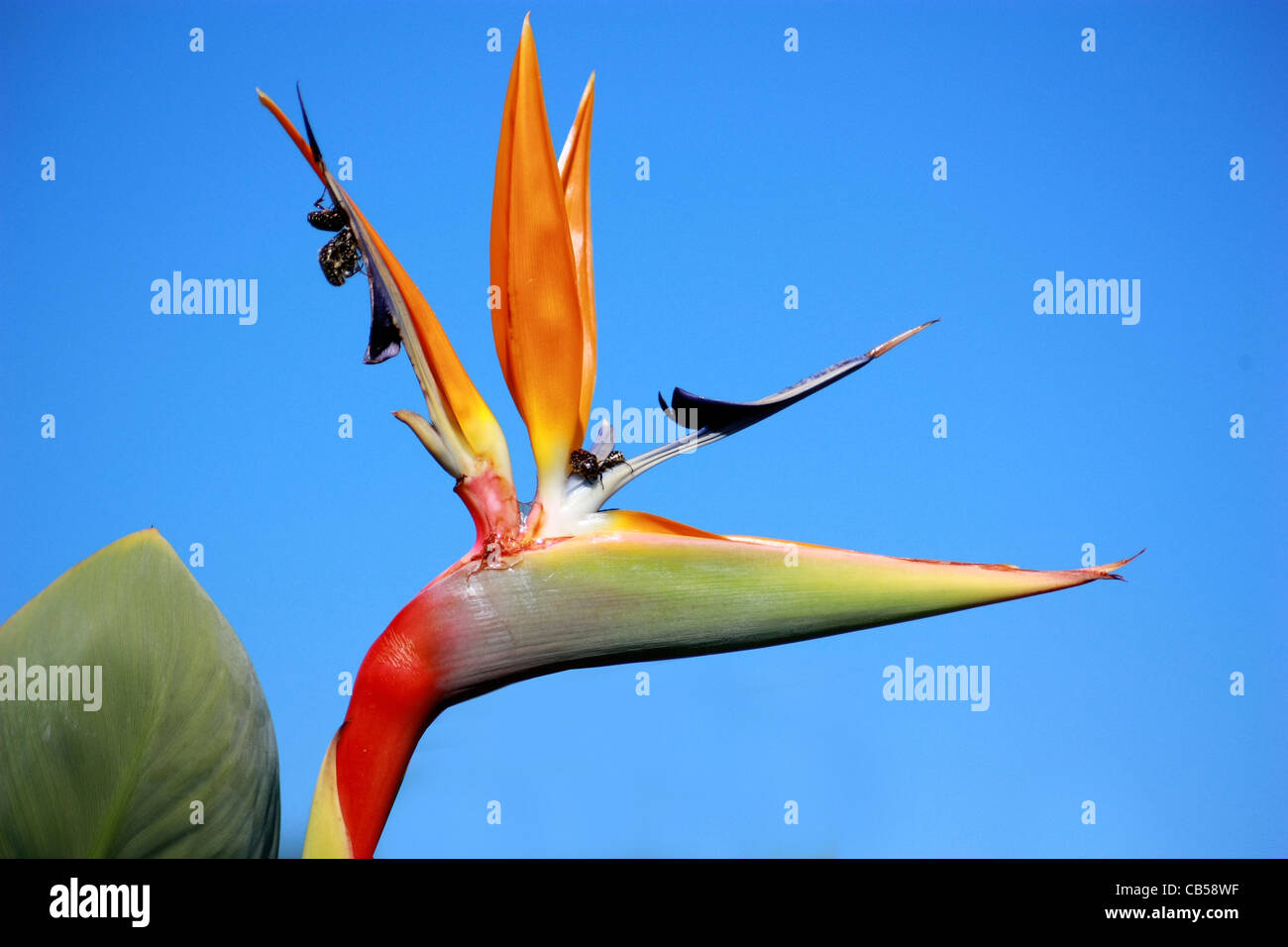 Close up of a Strelitzia flower Stock Photo - Alamy