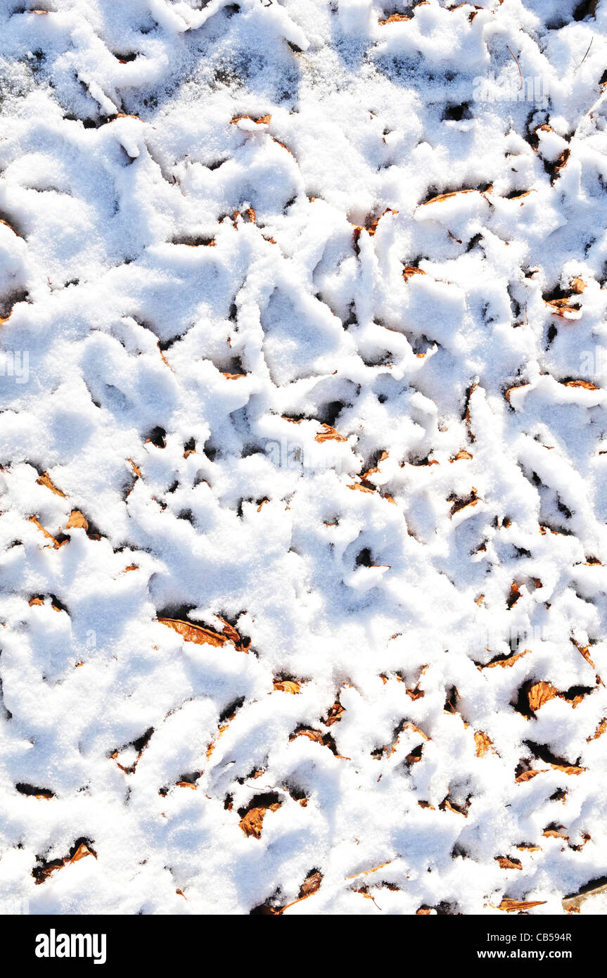 Detailed winter textures hi-res stock photography and images - Alamy