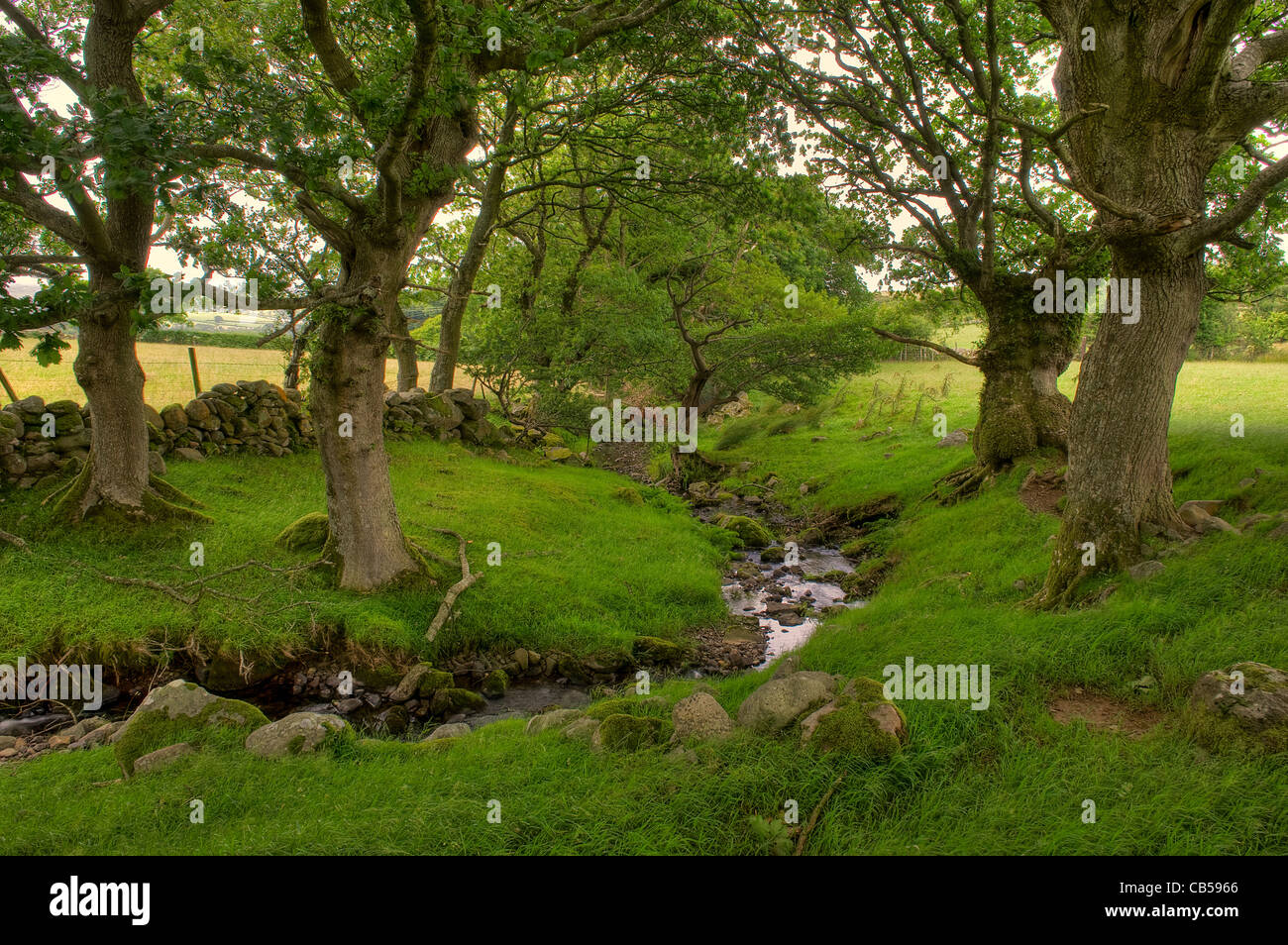 Stream in wooded glade, Snowdonia National Park, North West Wales Stock ...