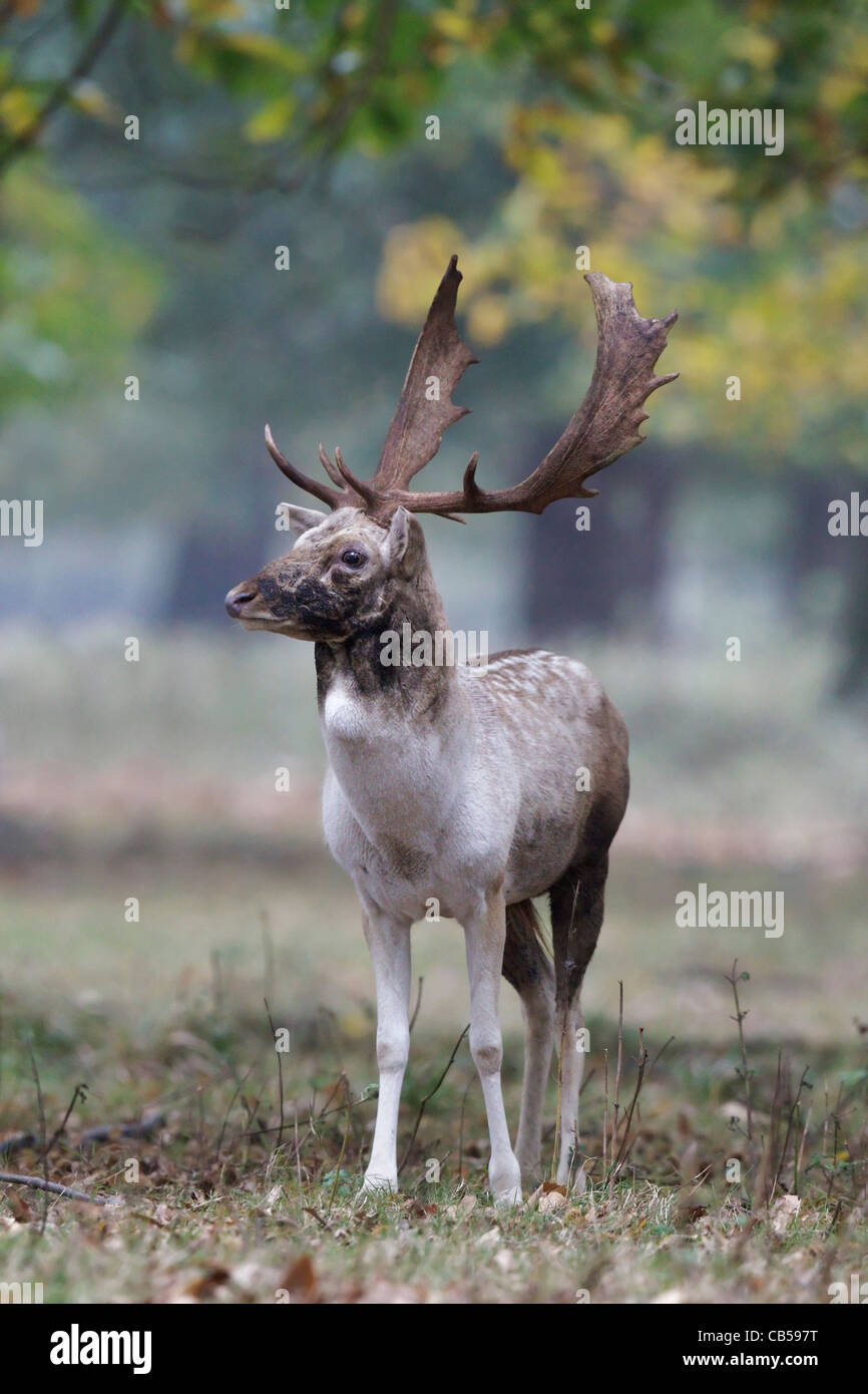 Fallow Deer Buck - alert stance during the autumnal rut Stock Photo - Alamy