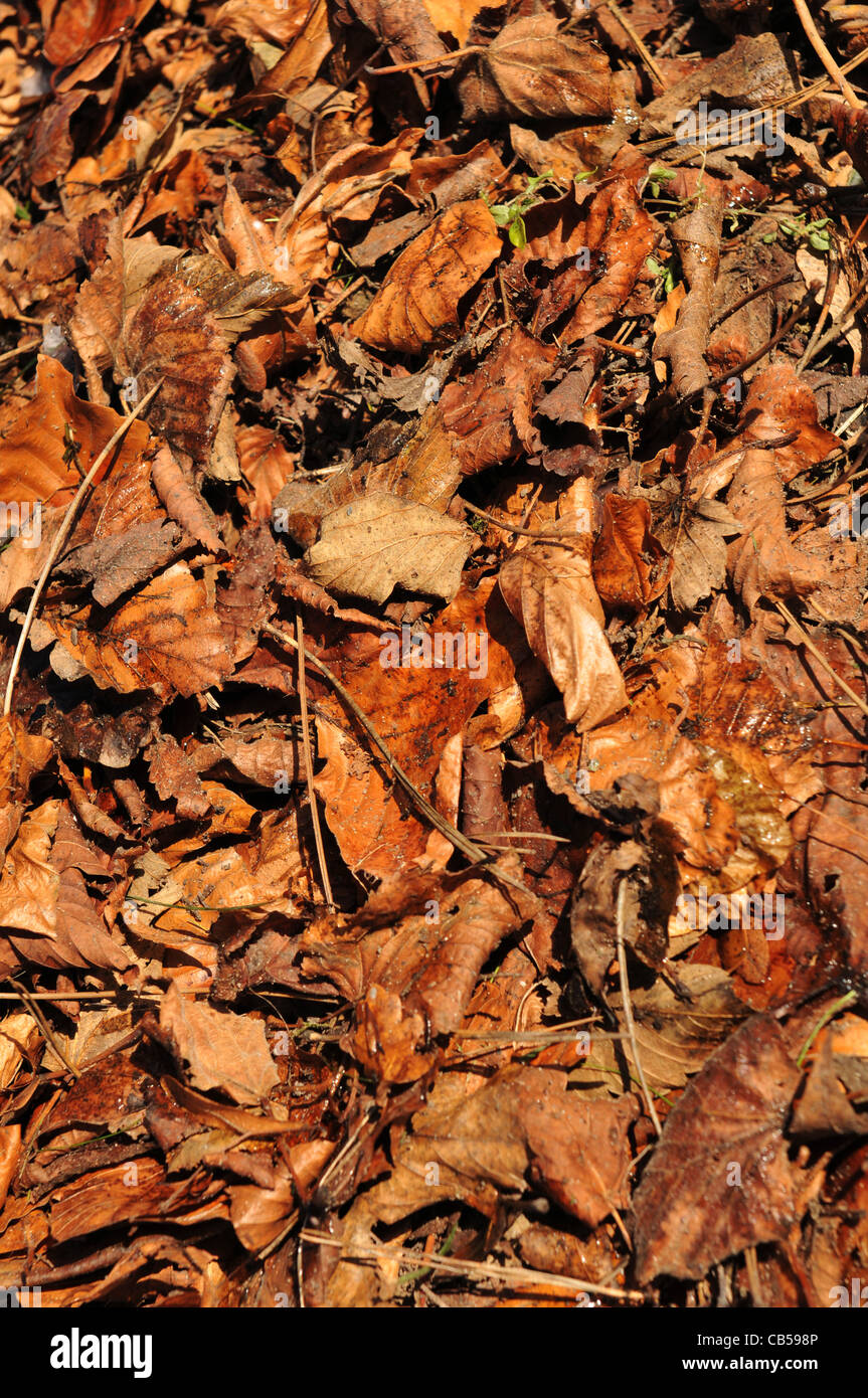 Rotten leaves hi-res stock photography and images - Alamy