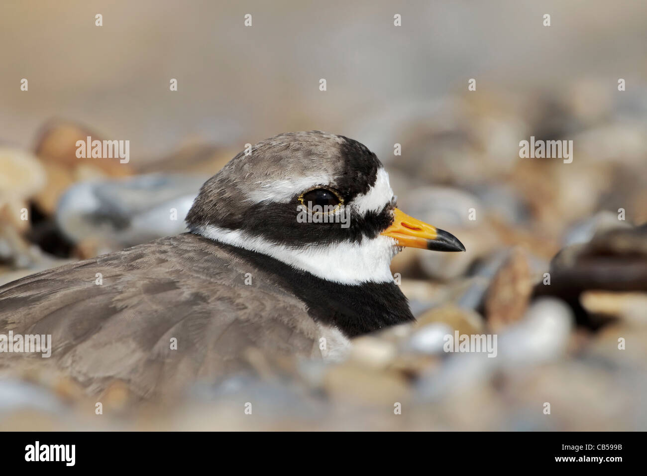 A close up of an adult brooding Ringed Plover sat on its nest Stock ...