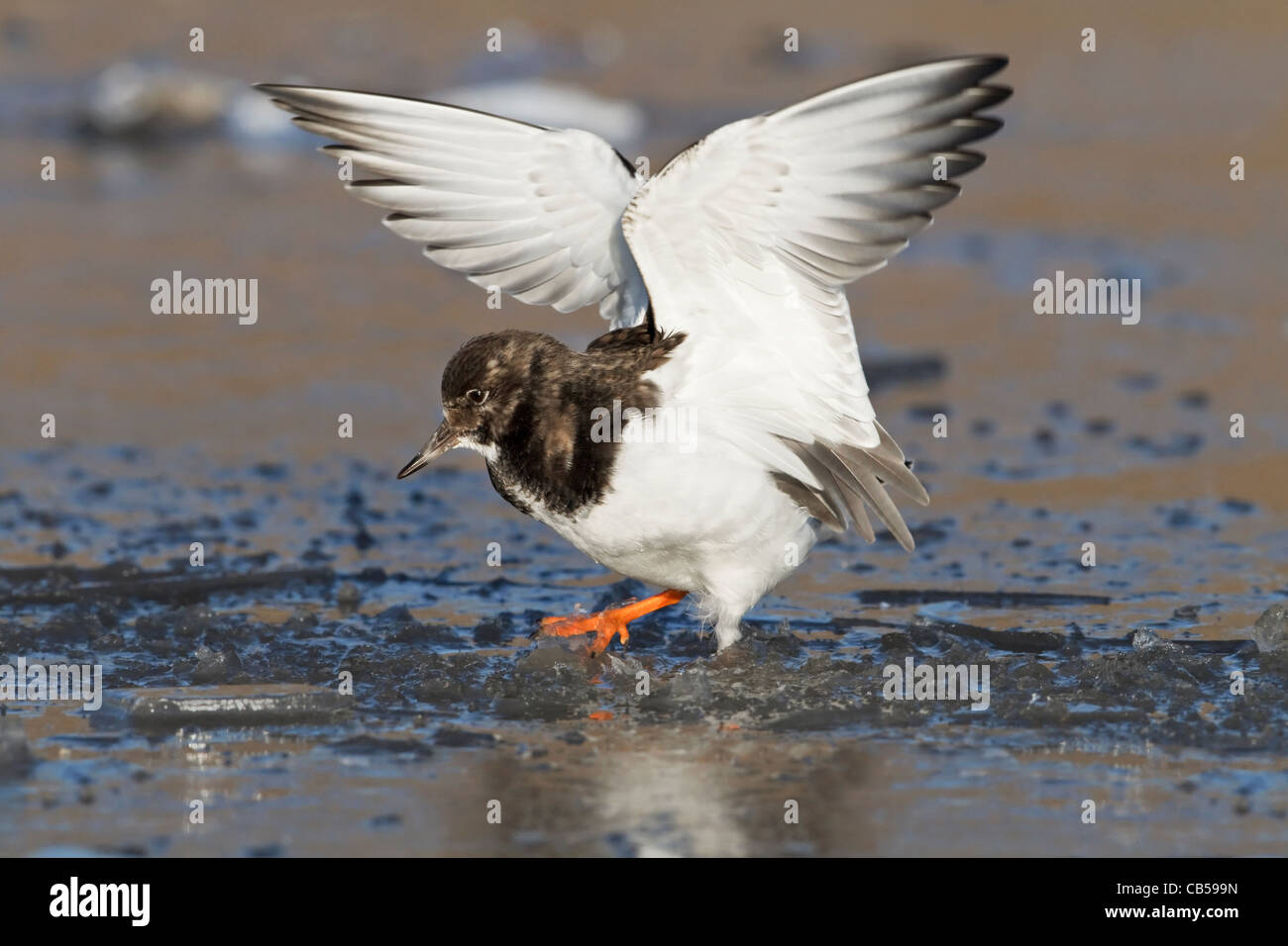 Winter plumage Turnstone/ Ruddy Turnstone walking through an icy pool ...