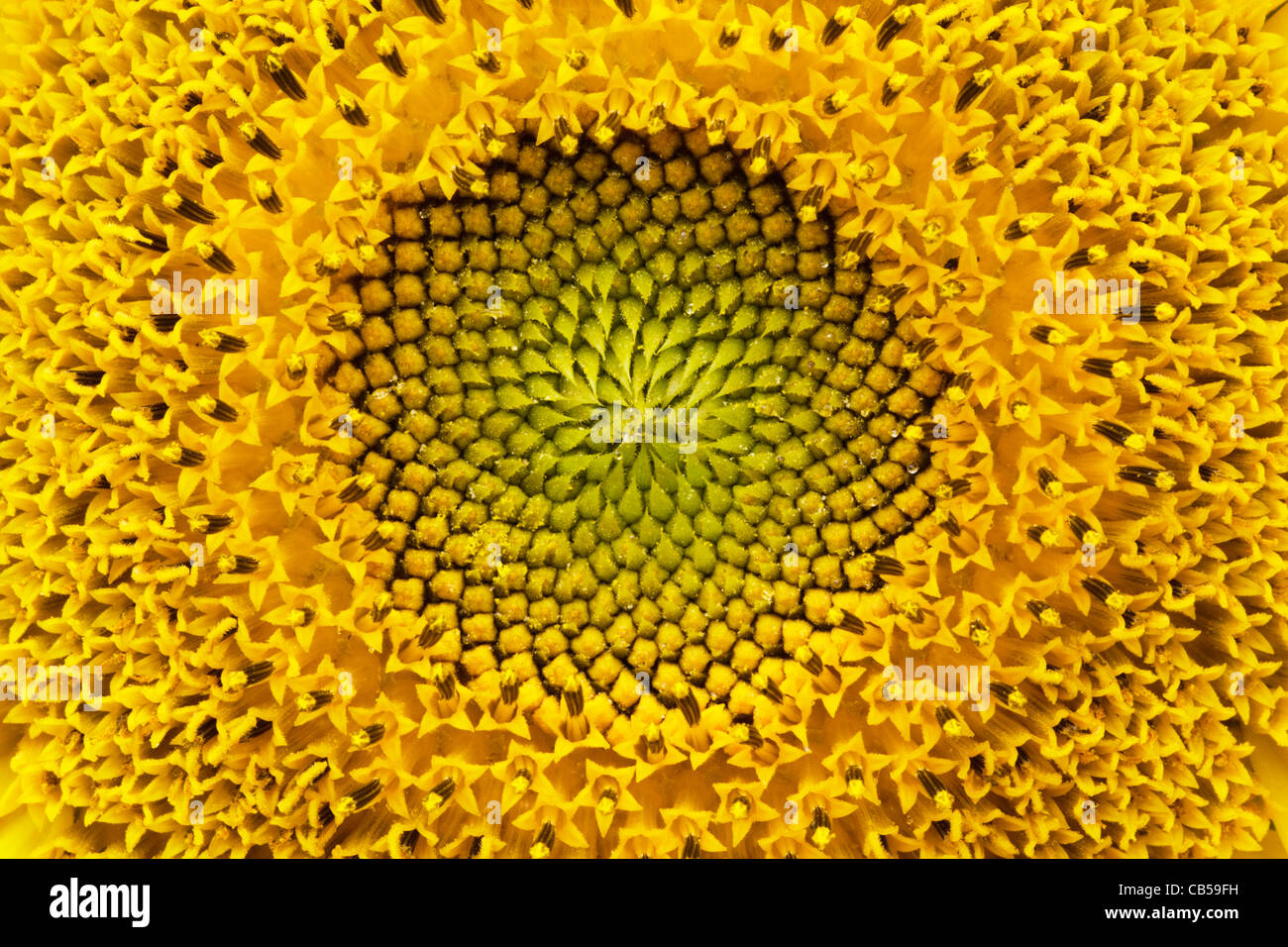 Gorgeous Sunflowers - a beautiful close up of the flower head Stock ...