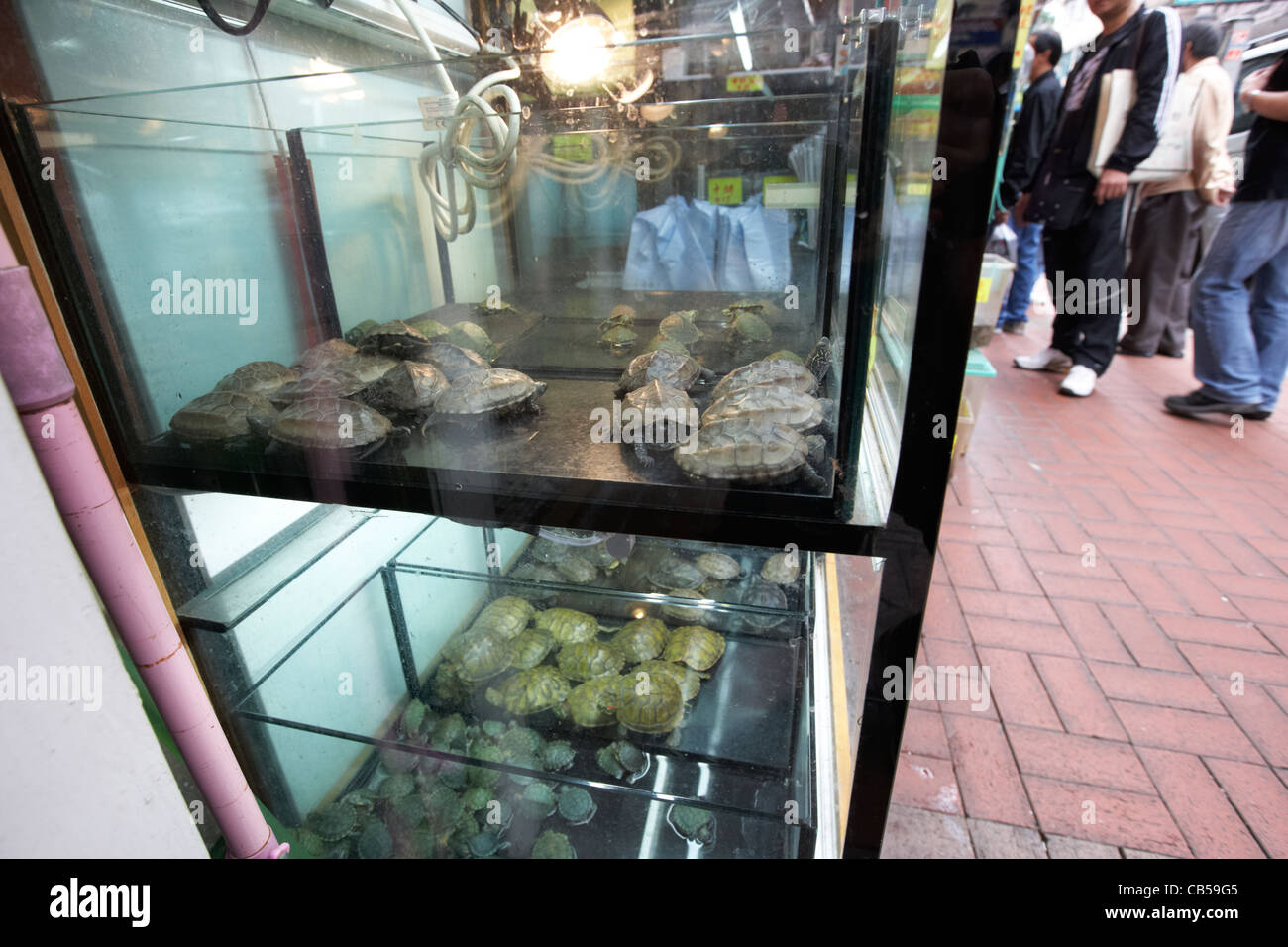 turtles for sale at the goldfish market goldfish street mong kok ...