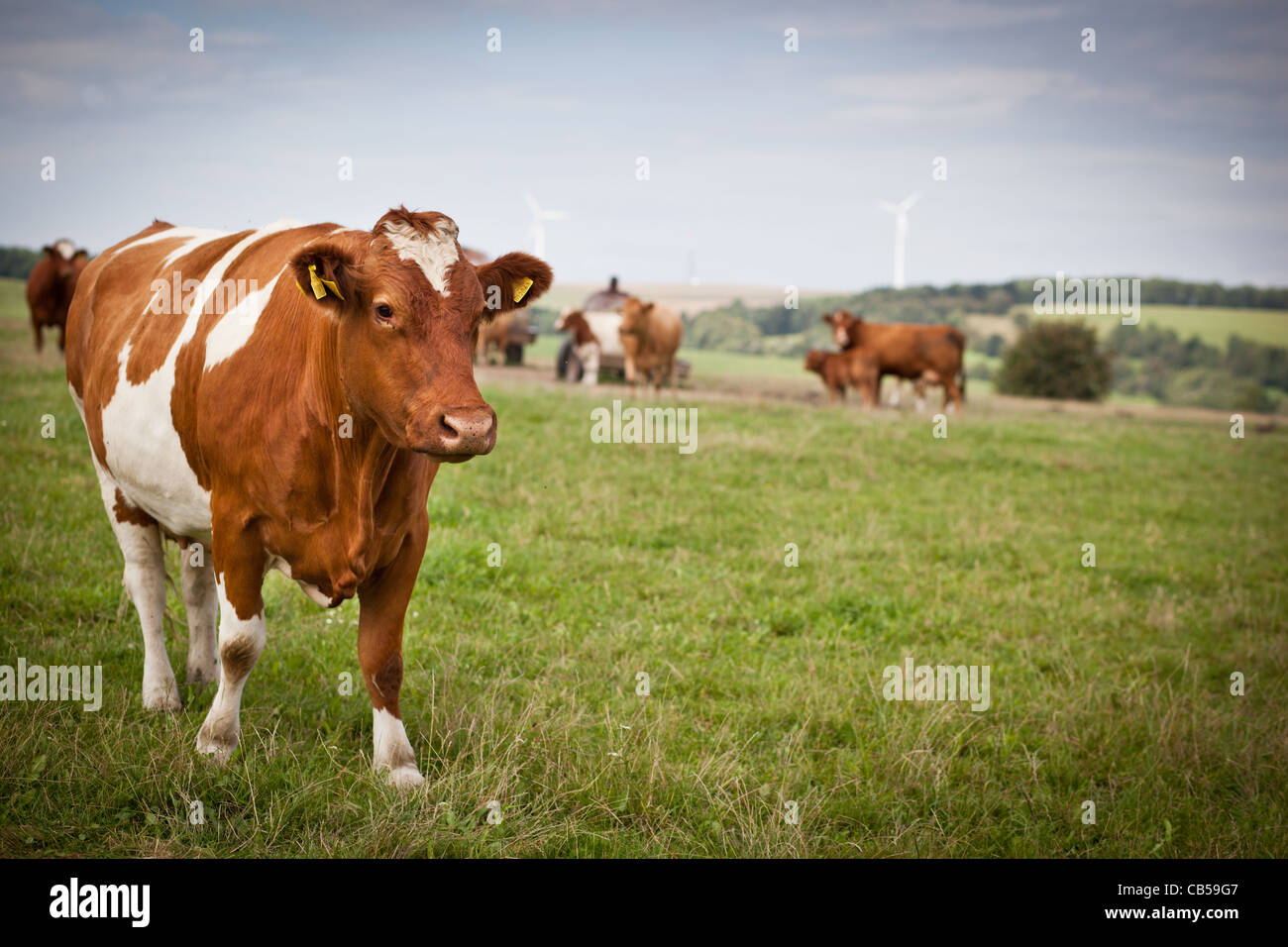 Cows grazing on a lovely green pasture Stock Photo - Alamy