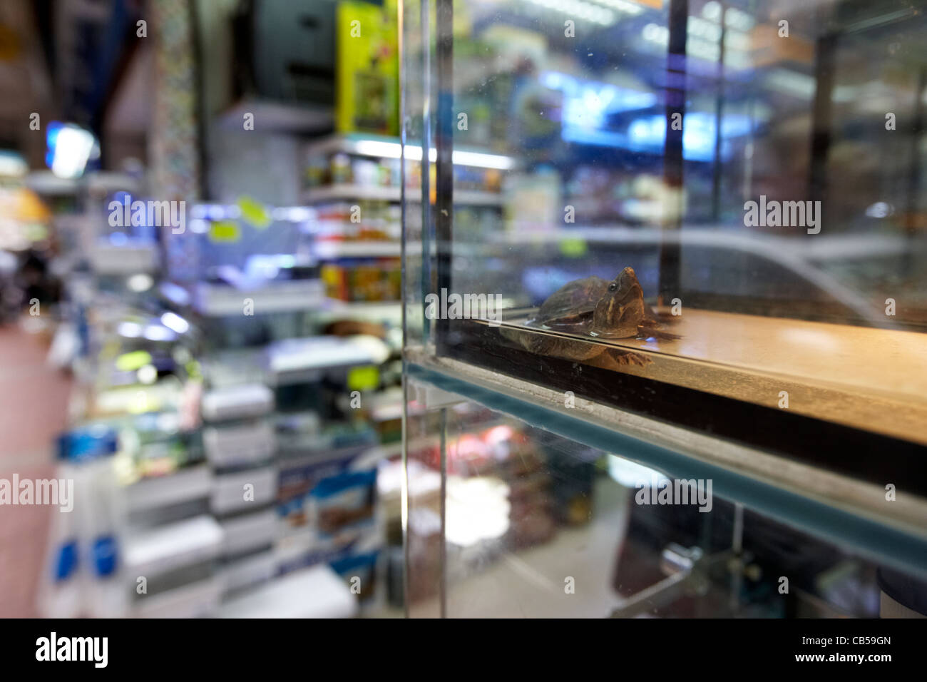 Market turtle hi-res stock photography and images - Alamy