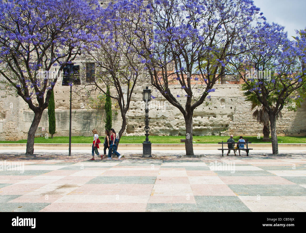 Jacaranda trees jerez hi-res stock photography and images - Alamy